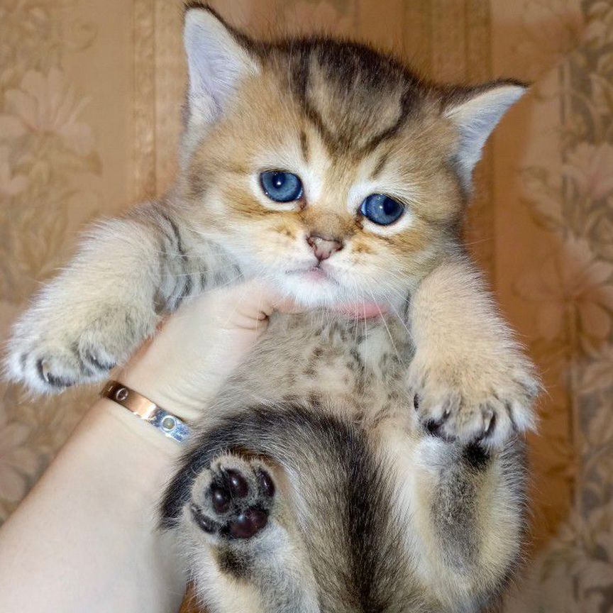 Шиншилловые золотые плюшечки