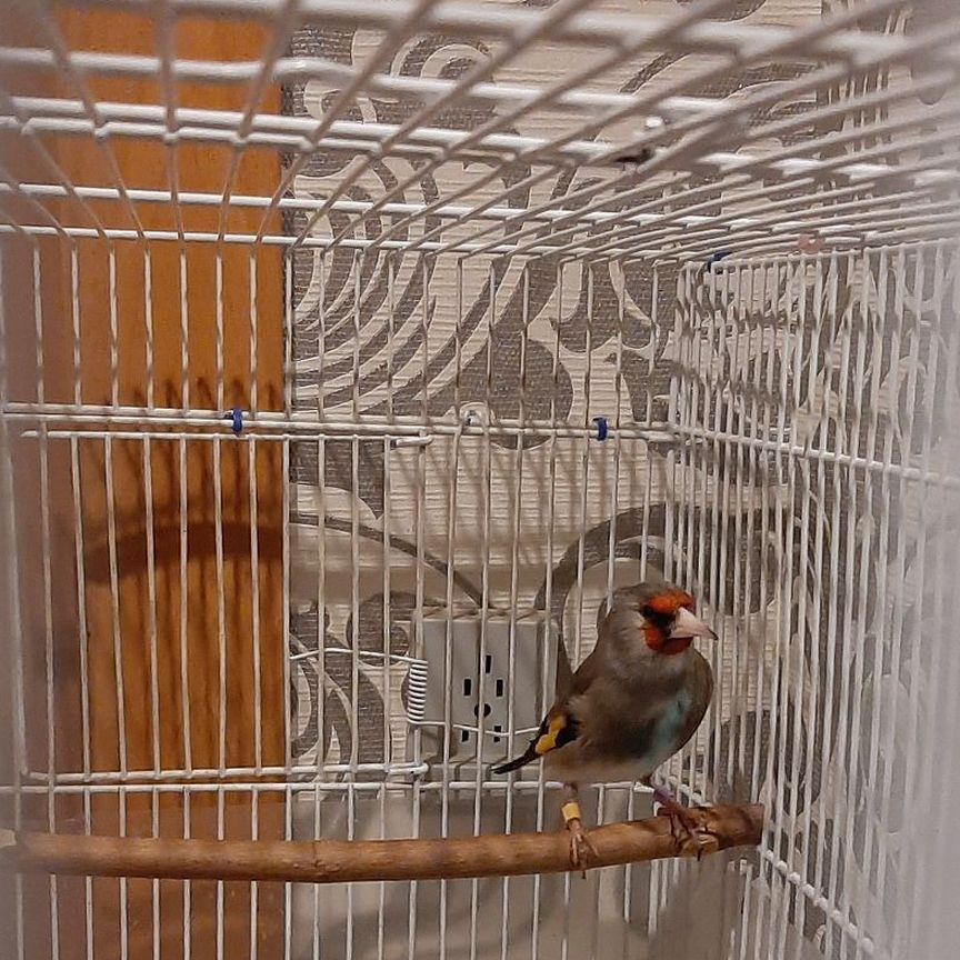 Седоголовый щегол