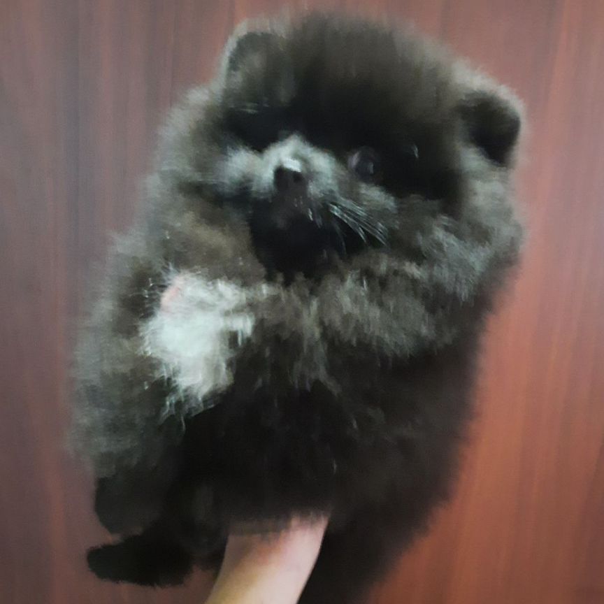 Немецкий шпиц, щенок