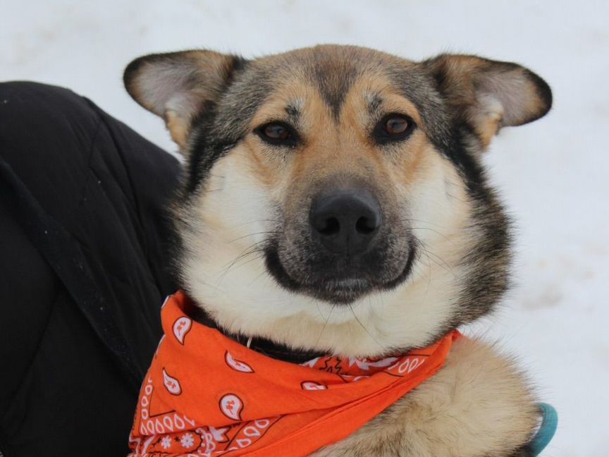 Милой собаке нужен дом