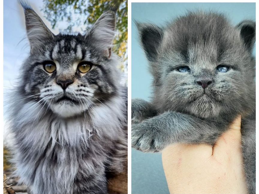 Мейн-кун мальчик голубой солид полидакт 7/7/6/6