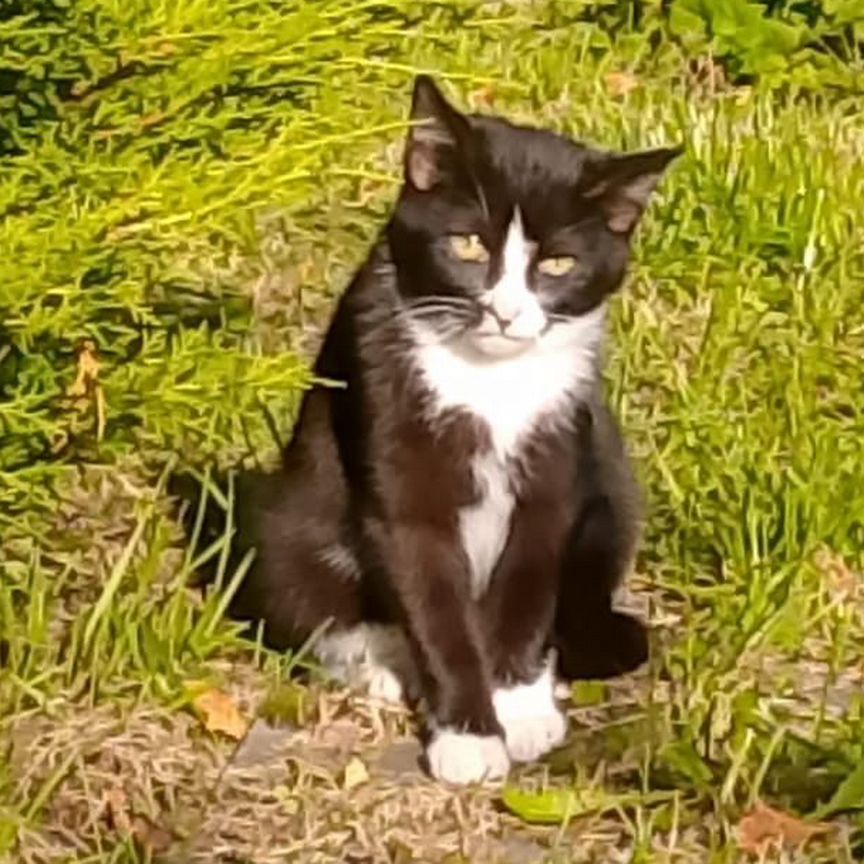 Котёнок в добрые руки