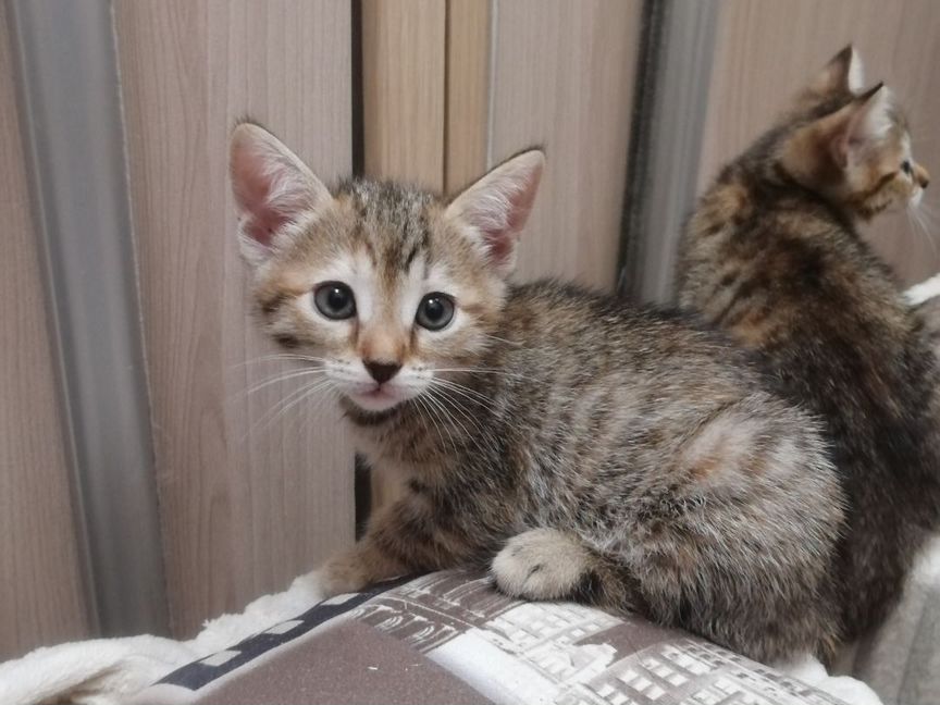 Котята в дар, заботливым хозяевам
