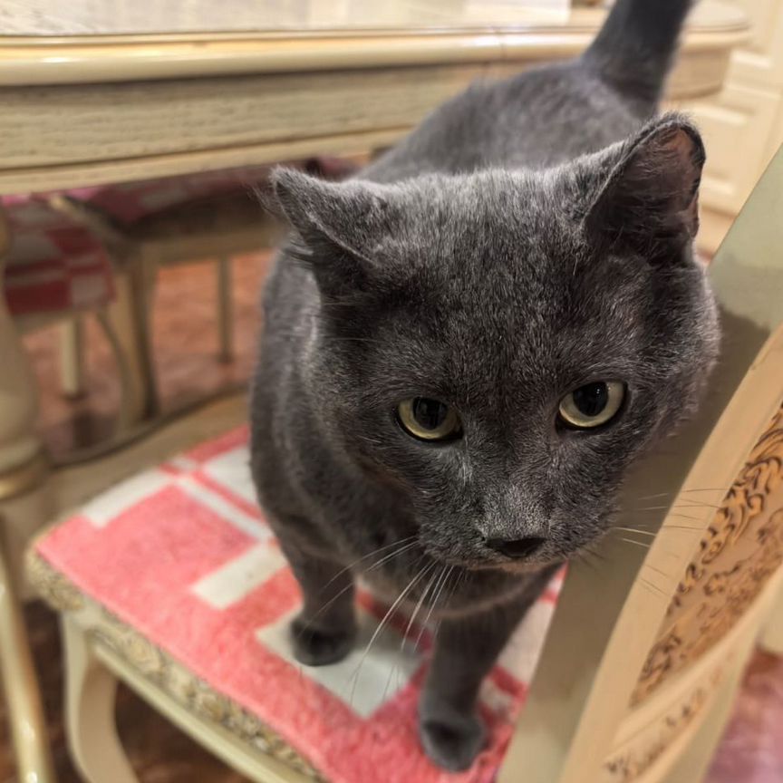 Взрослый кот в добрые руки