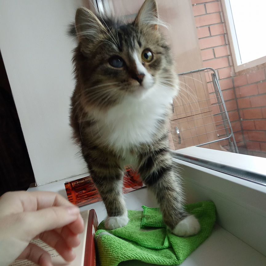 Котенок Степка