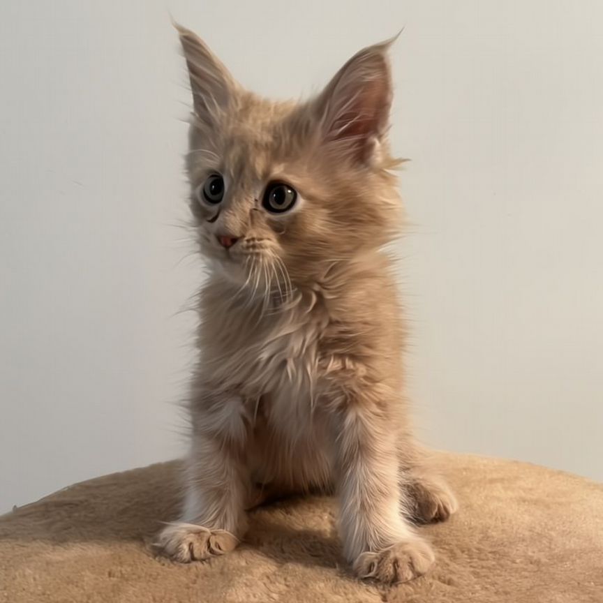 Мейн-кун котёнок