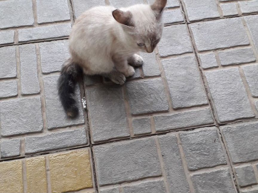 Голубоглазый котенок