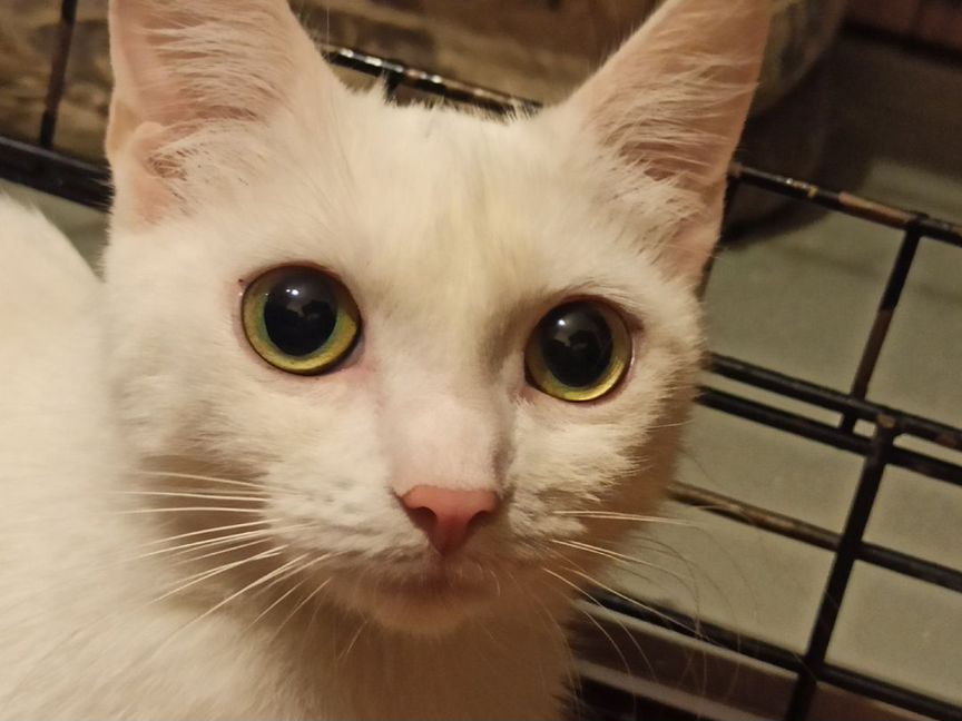 Кошки в добрые руки