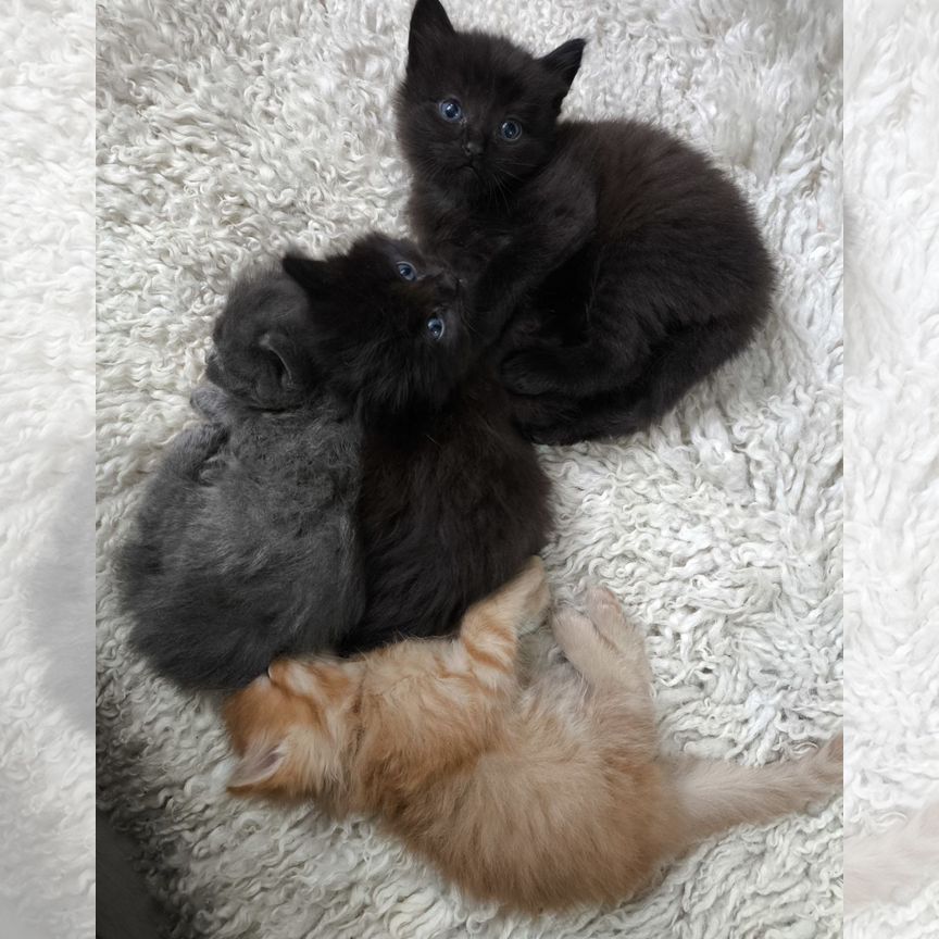 Котёнок в добрые руки