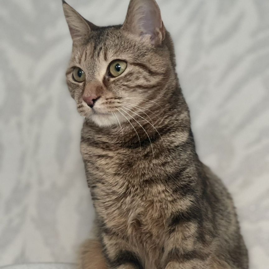 Кошка в дар