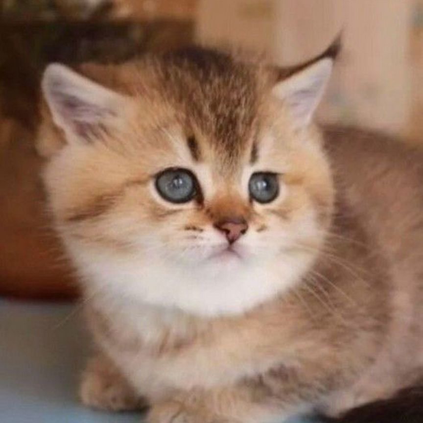 Шиншилловые золотые котята Шотландцы