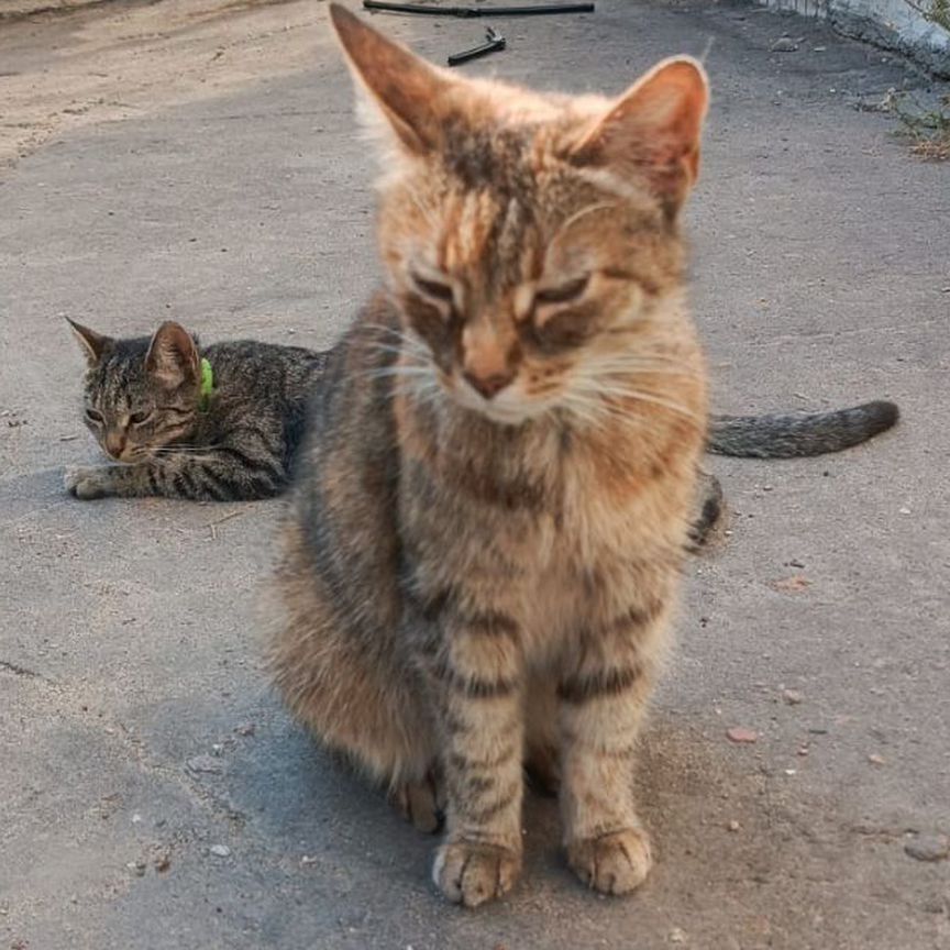 Котенок и мама. Породистая семья ищет ручки. Мо