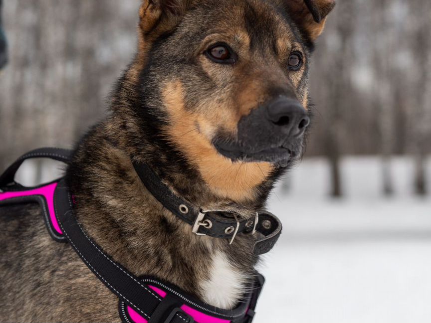 Настоящий друг ждёт тебя в приюте