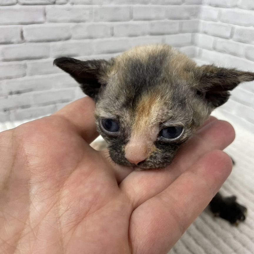 Котята девон-рекс