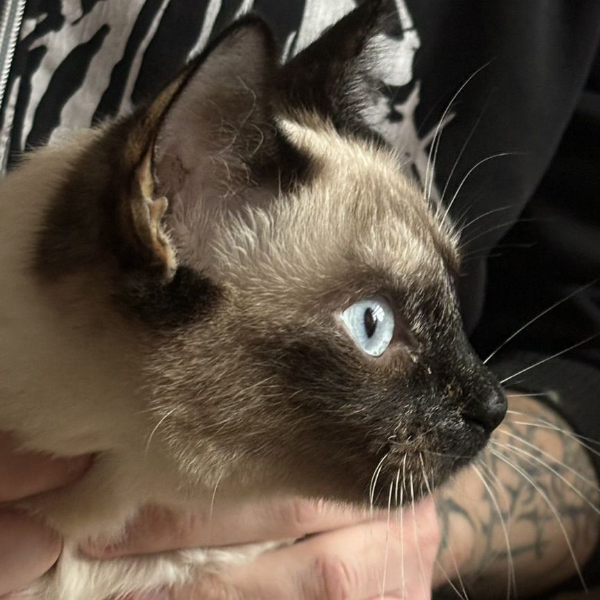 Тайский котёнок