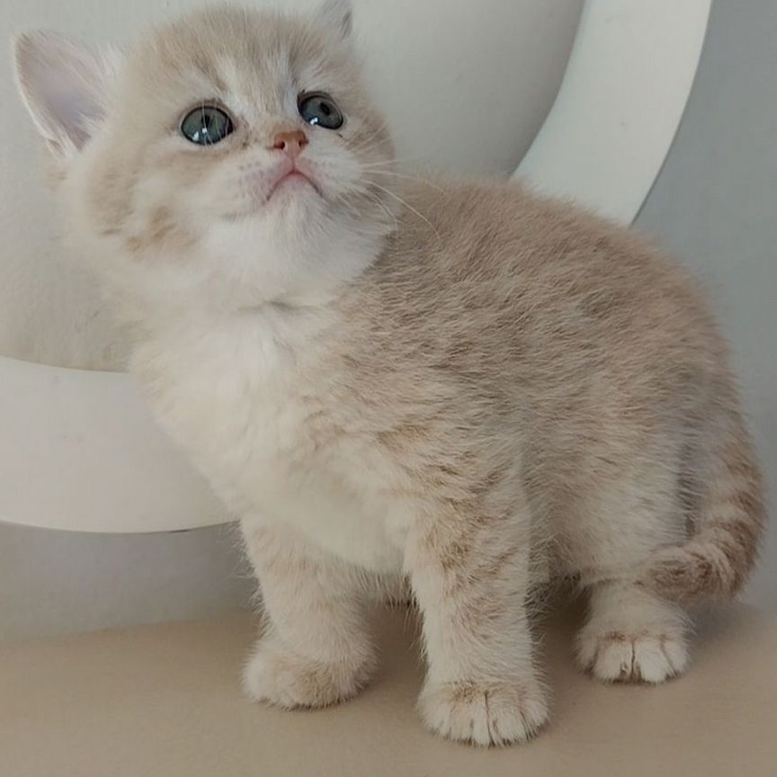 Лиловая кошечка