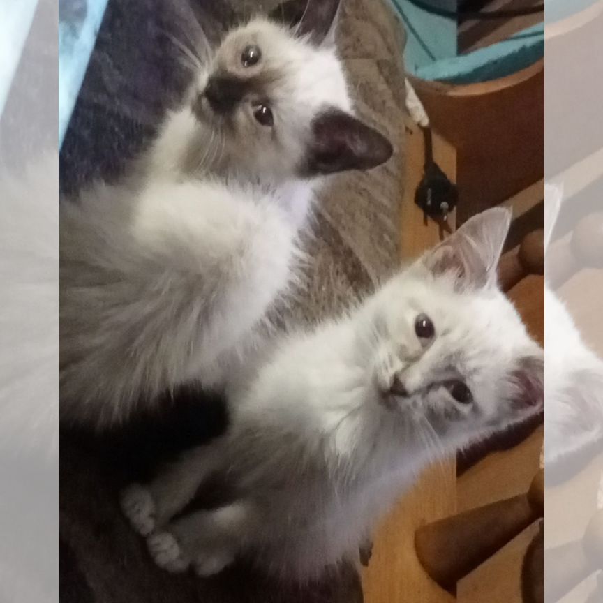 Кошка в хорошие руки вдар бесплатно