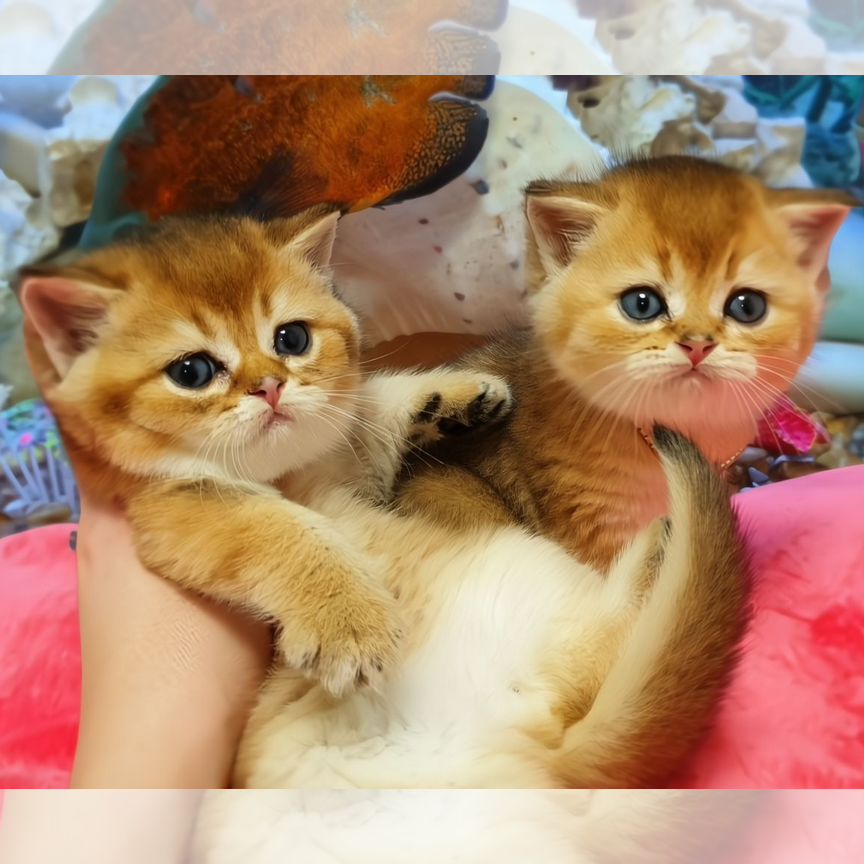 Шотландский вислоухий короткошёрстный котёнок