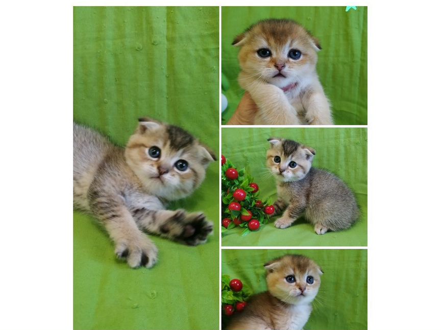 Шотландские вислоухие котята