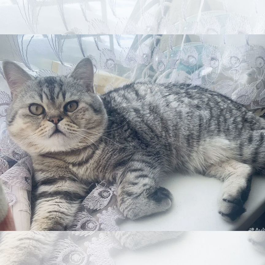 Шотландский прямоухий длинношёрстный, взрослый кот