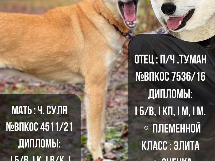 Щенки западно сибирской лайки