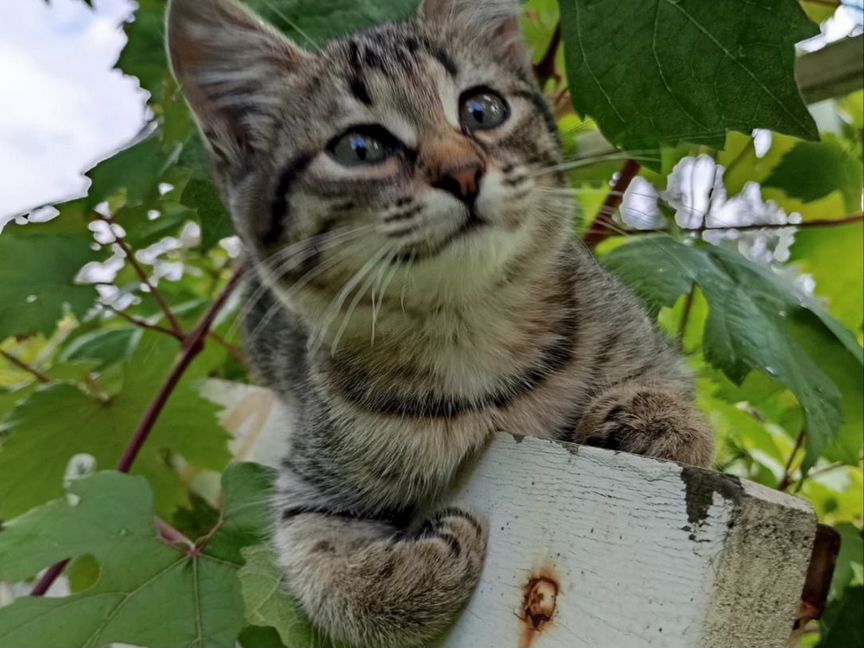 Кошка