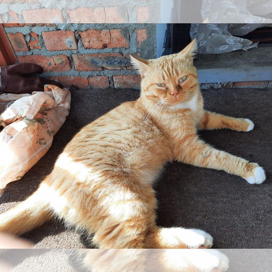 Рыжий котик мальчик