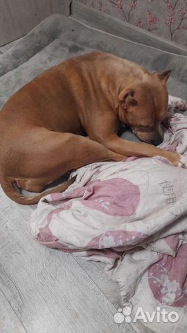 Питбули в добрые руки