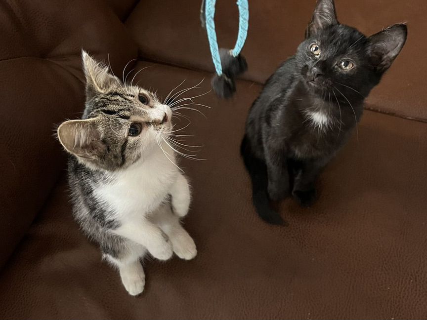 Котята в добрые руки