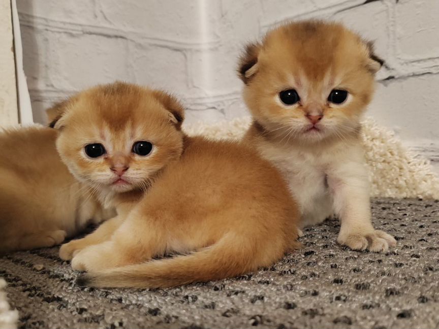 Шотландские котята
