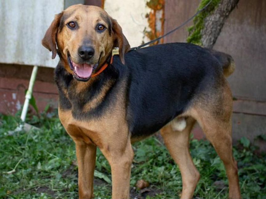 Собака в добрые руки отдам бесплатно