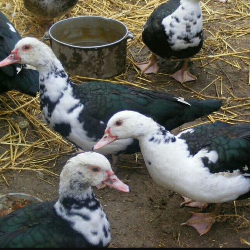 Домашние индоутки