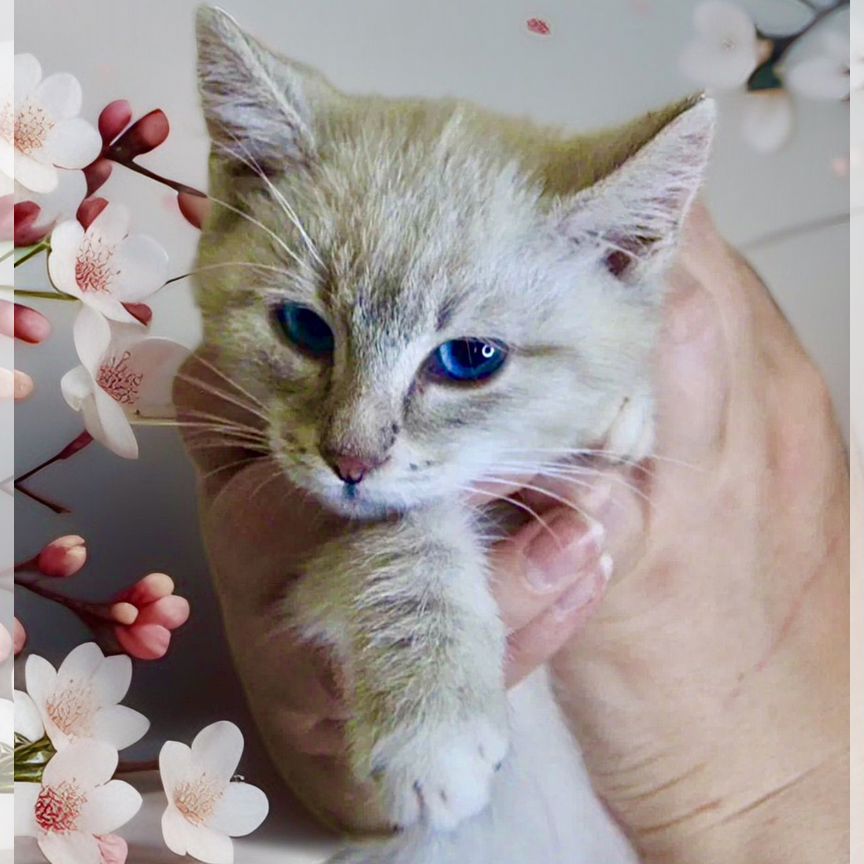 Котенок тайский 4,5 мес. хочет на ручки