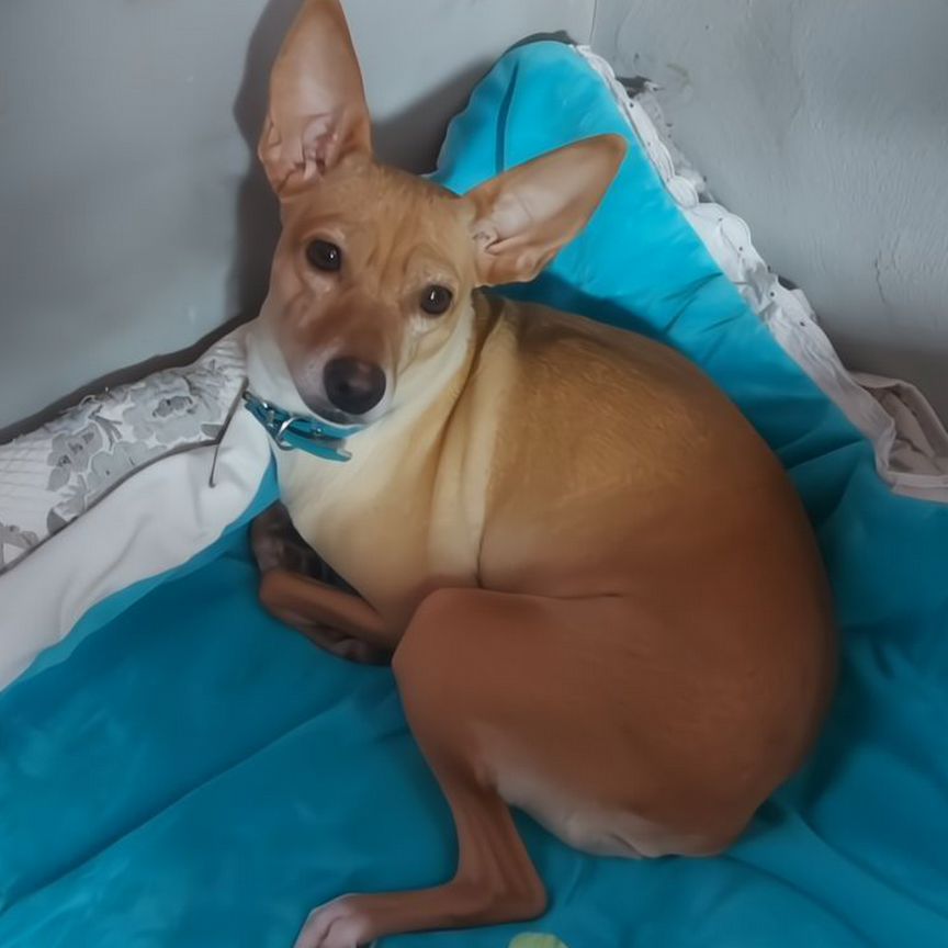 Щенок от частного владельца