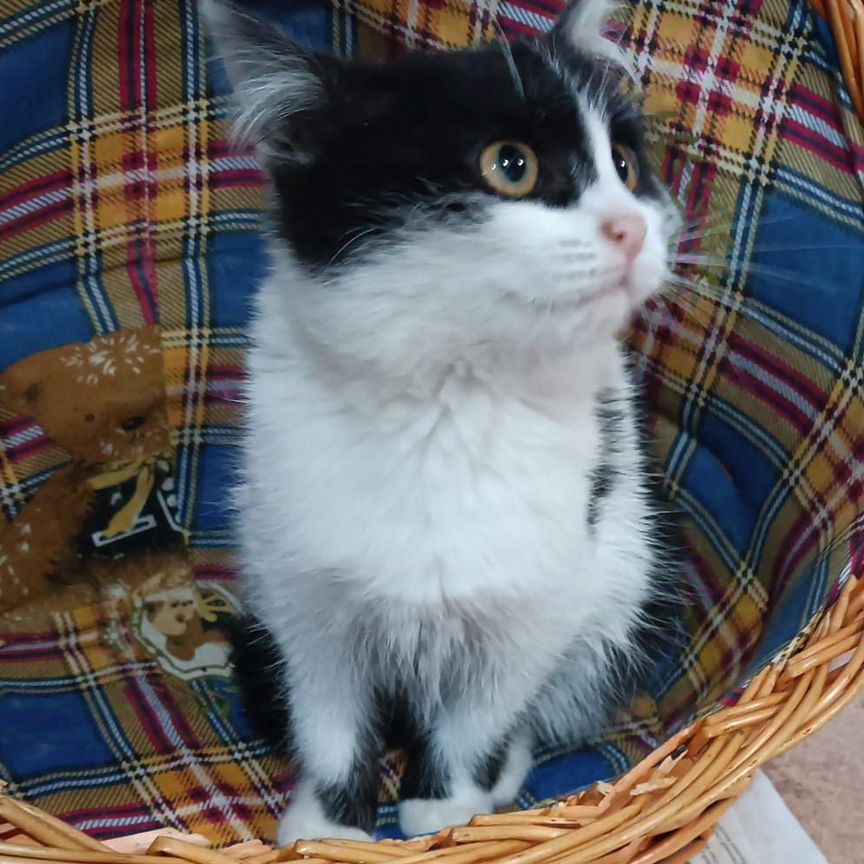 Котёнок в добрые руки