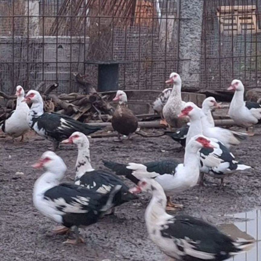 Утки на мясо