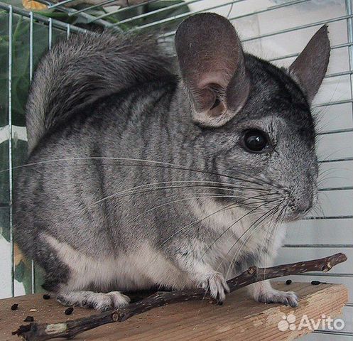 Шиншиллы разных окрасов