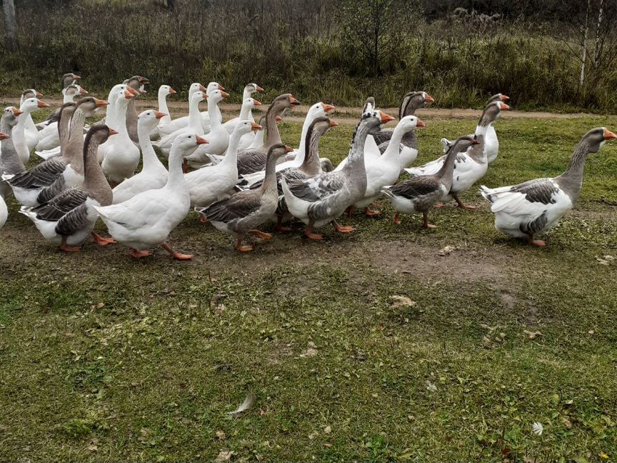 Гуси домашние и утки