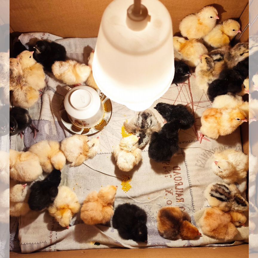 Цыплята суточные