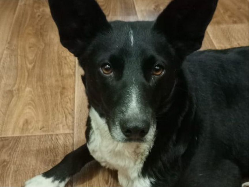 Нежная молодая собачка