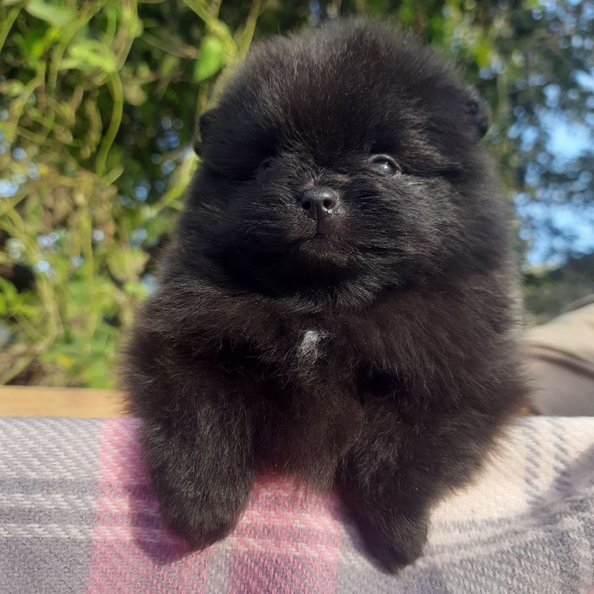 Щенки шпица