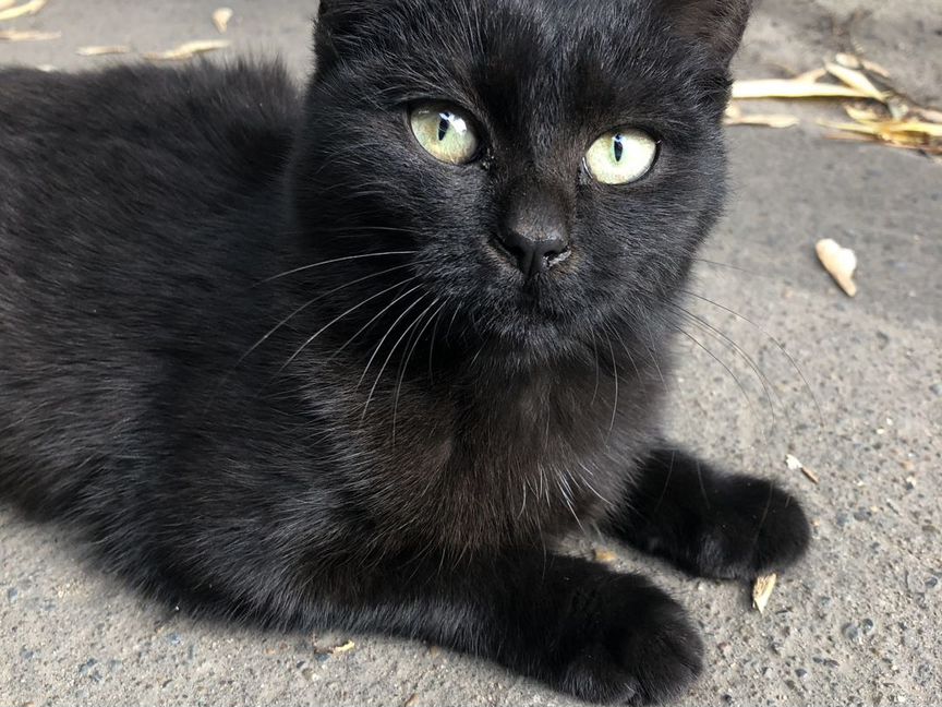 Кошка 5 мес ищет семью