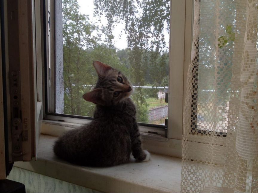 Котёнок Мальчик Бесплатно очень ласковый