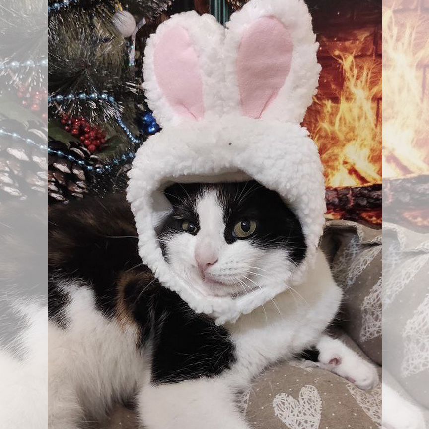 Взрослая кошка в добрые руки