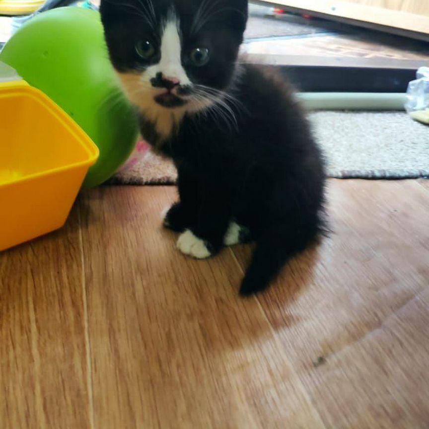 Котята шотландской мамы