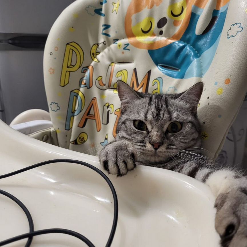 Шотландская прямоухая кошка