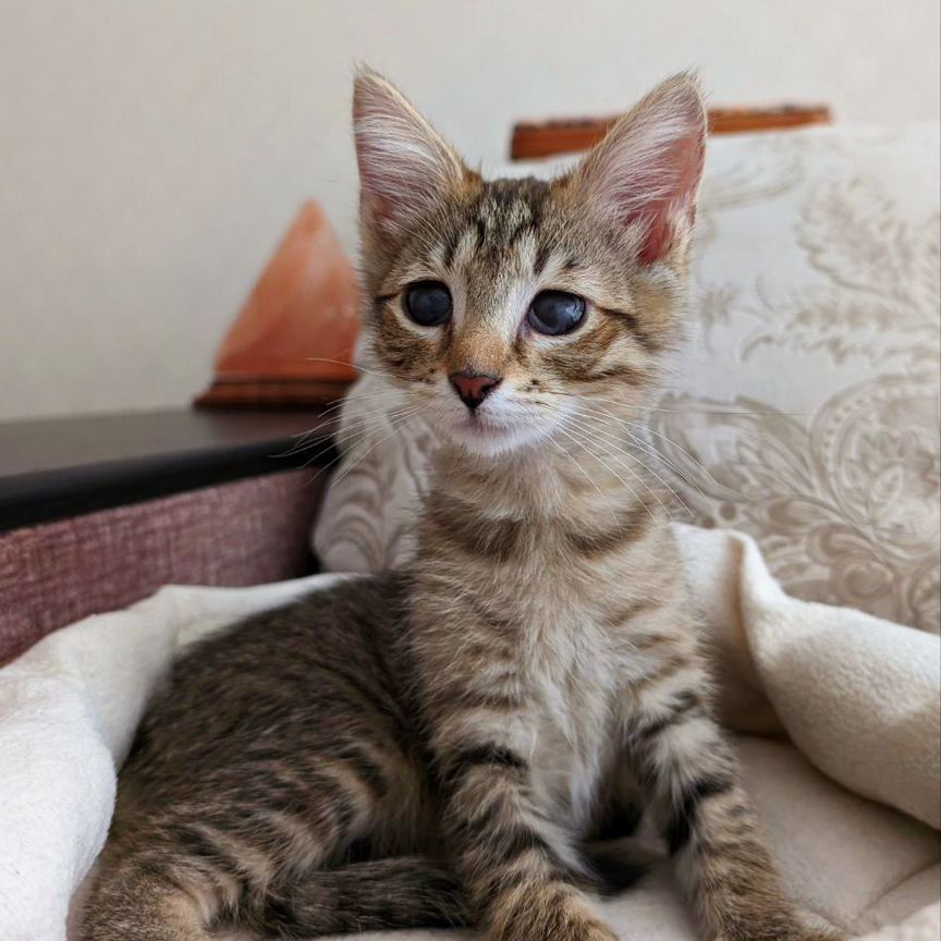 Котенок