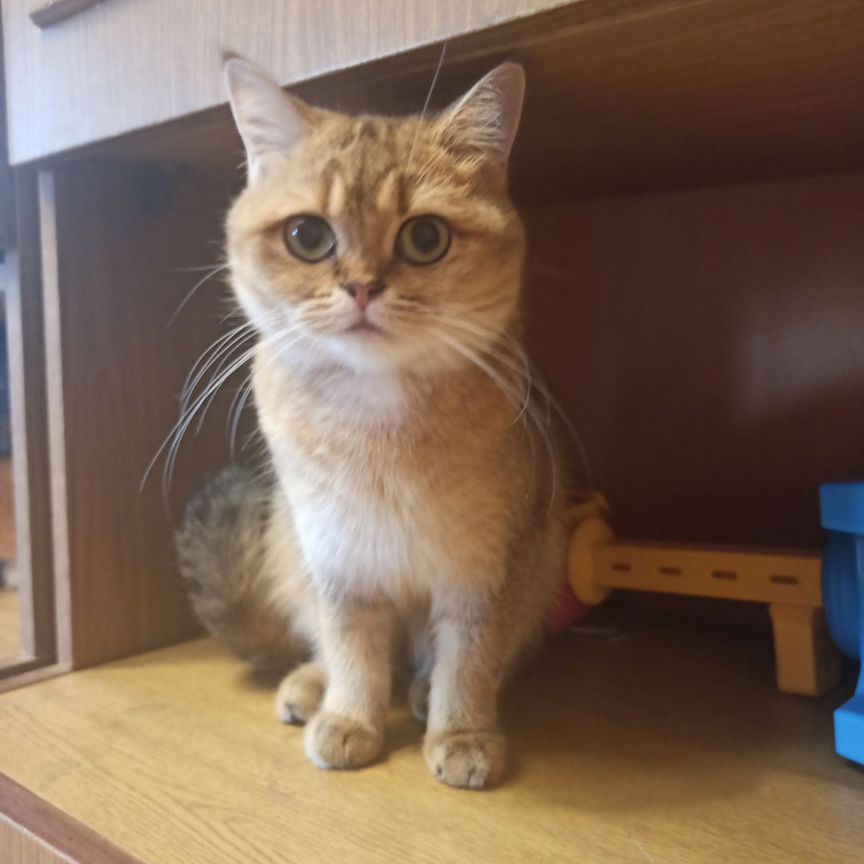 Кошка шотландская золотая шиншилла