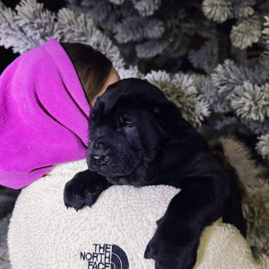 Среднеазиатская овчарка (алабай)