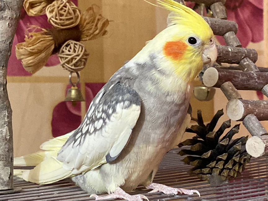 Попугай корелла мальчик. Бронь Артем